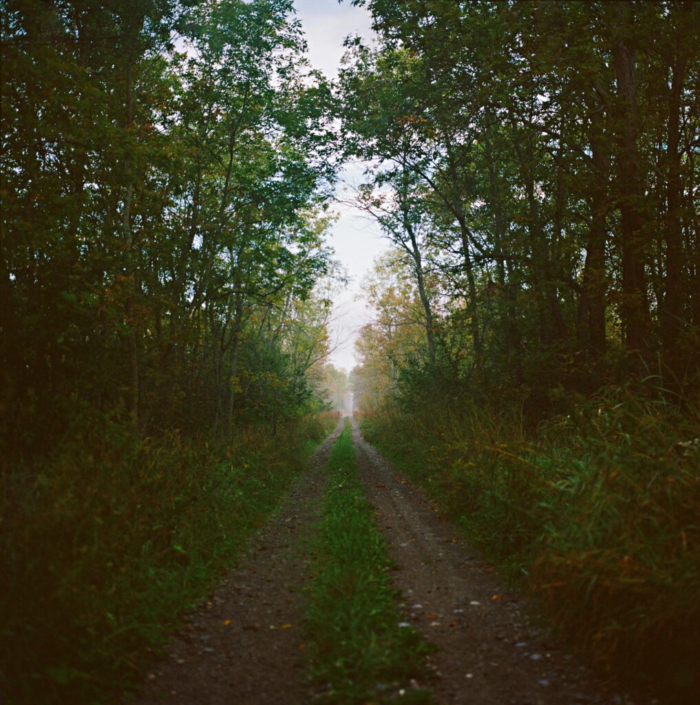 Trauma Response: Escapism in the Horror Genre | STeta Therapy Wellness